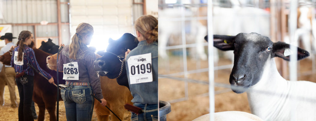 Home » Southern New Mexico State Fair